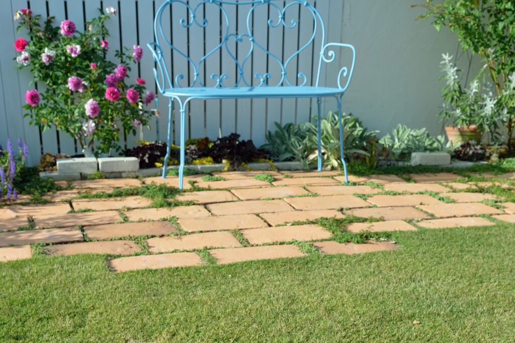 トヨタ自動車開発 高麗芝TM9（ティーエムナイン） | 花ごころ